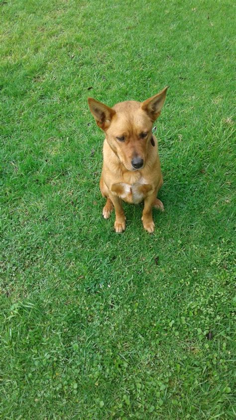 Blue Heeler Cross Kelpie Kalangadoo Petsforhomes