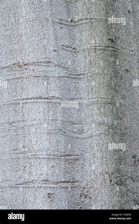 Chinese Hackberry Celtis Sinensis Tree Bark Texture Tree Trunk Stock
