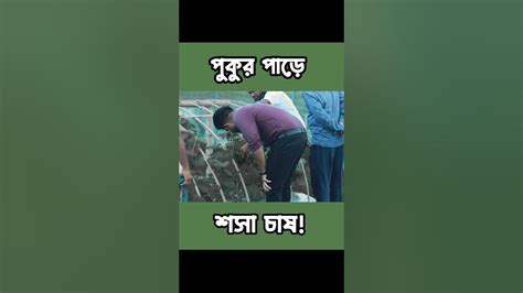 স্মার্ট পদ্ধতিতে পুকুর পাড়ে সবজি চাষ করার নিয়ম । আধুনিক কৃষি