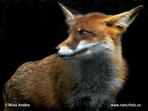 Vulpes Vulpes Pictures Red Fox Images Nature Wildlife Photos