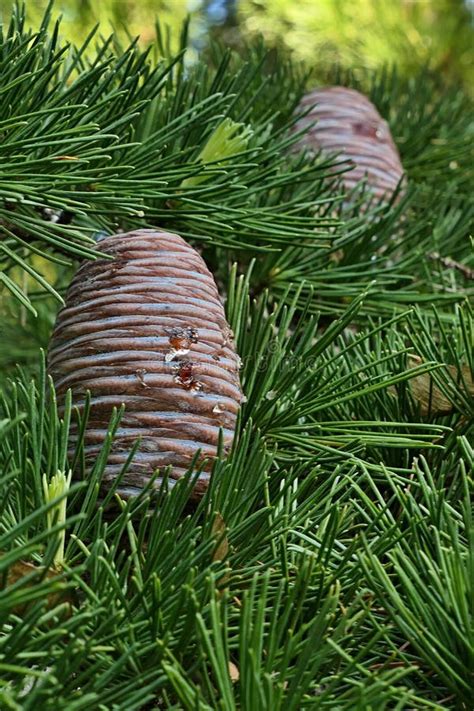 Drop Of Resin On Erected Mature Male Cones On Autumn Branch Of Himalayan Native Coniferous Tree