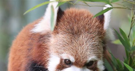 귀여운 레서판다