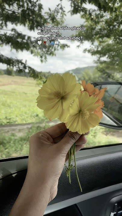 මැයි මාර ප්‍රසංගය Sinhala Novel Books Booklover Nature Srilanka