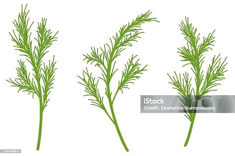 딜 식물 녹색 분기 벡터 일러스트 레이 션은 흰색 배경에 고립되어 있습니다 식용 녹지 세트입니다 요리 허브 손으로 그린 야채 예술 개체 그룹에 대한 스톡 벡터 아트 및 기타