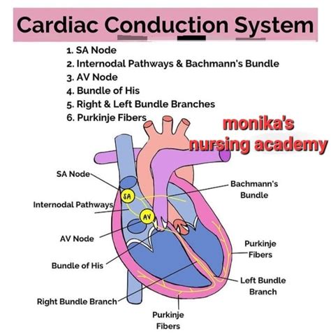 Cardiac Conduction Monikas Nursing Academy Hamirpur Facebook