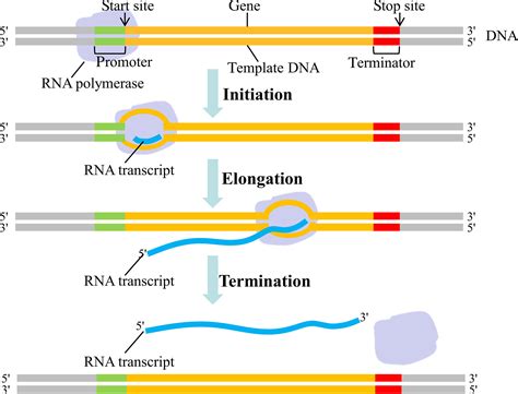 Enhancer And Superenhancer Positive Regulators In Gene Transcription