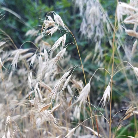 Invasive Species Alpine Nature Center