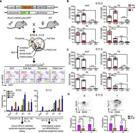 Transcriptome Dynamics Of Hematopoietic Stem Cell Formation Revealed Using A Combinatorial Runx1