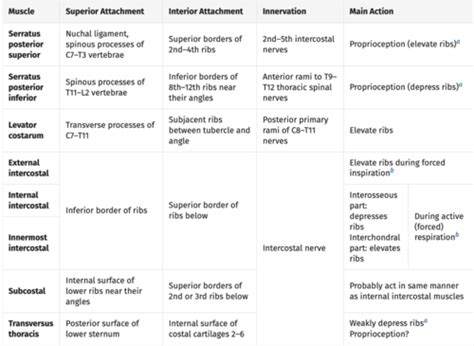 Thorax Breast Lungs Flashcards Quizlet