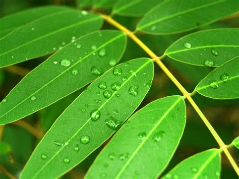 無料画像 水 自然 ブランチ 液体 成長 工場 草原 朝 雨滴 湿った 隔離された 夏 環境 反射 ハーブ