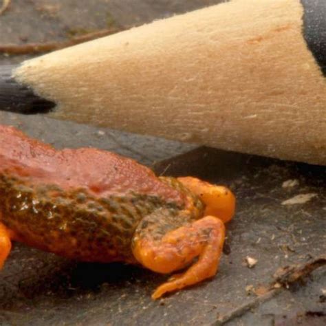 Cientistas descobrem duas novas espécies de sapinhos da montanha os