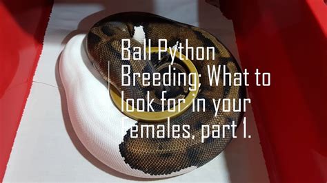 Most Comprehensive Book Guide Video On Ball Python Breeding Ball Pythons Morphmarket