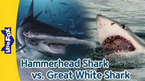 Great Hammerhead Shark Size