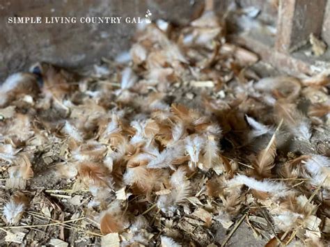 Troubleshooting Guide Reasons Why Chickens Stop Laying Eggs Simple