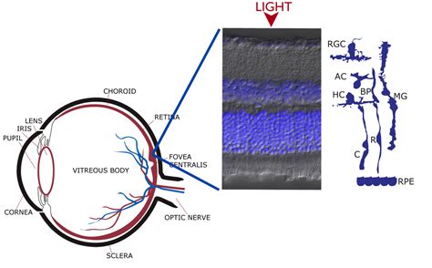 Mokalab Sandbox Retina Basics