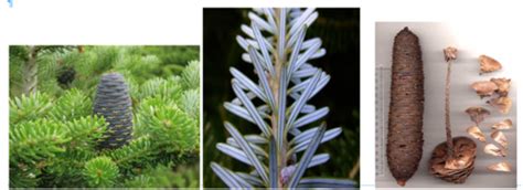 Conifers Genus Flashcards Quizlet