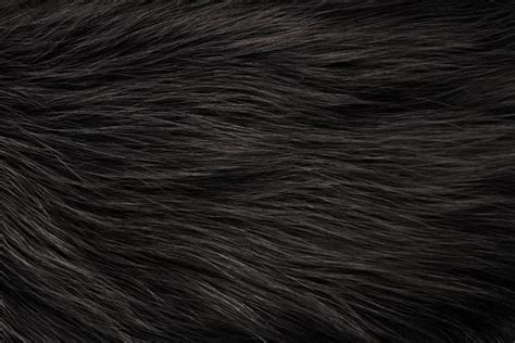 Osos Peludos Banco De Fotos E Imágenes De Stock Istock
