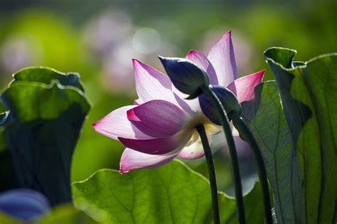 로터스 꽃 핑크 Pixabay의 무료 사진 Pixabay