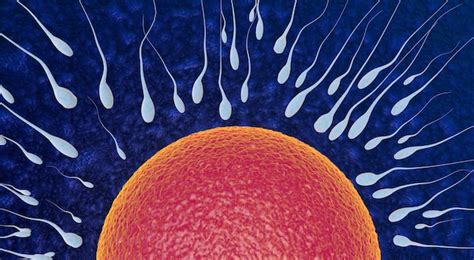 Fertilização De Conceito De óvulo E Esperma E Fertilização De Esperma