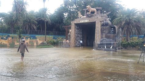 Safari Park At Hyderabad Zoo Flooded Authorities Announce Its Closure