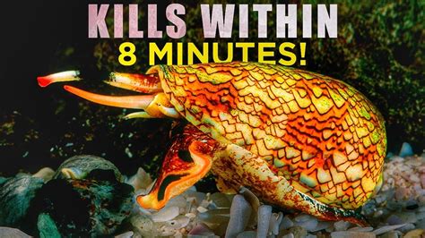 Why Cone Snail Is Called Cigarette Snail Kills Humans In 8 Minutes