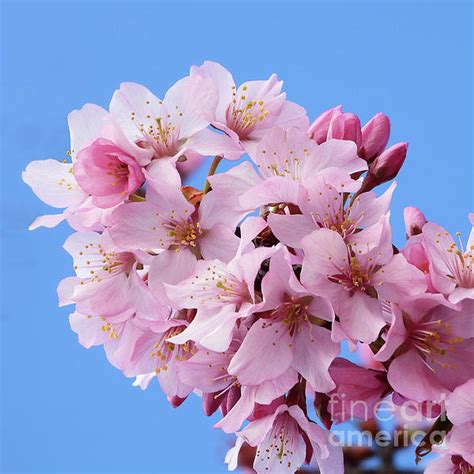 Sakura Scott Telegraph