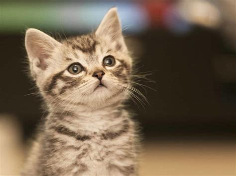 Can A 5 Month Old Kitten Eat Cat Food Explained