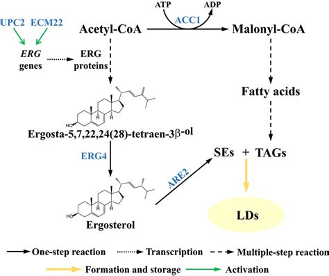 Schematic Representation Of The Engineered Metabolic Pathways For