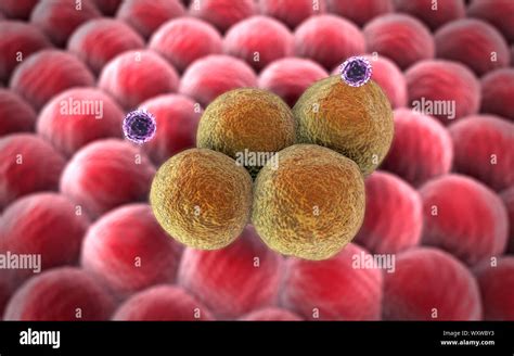 3d Rendered Cancer Cell Cancer Cell And Lymphocytes T Lymphocytes