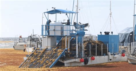 En 3 Meses Se Han Recolectado 3 990 Toneladas De Sargazo En Q Roo