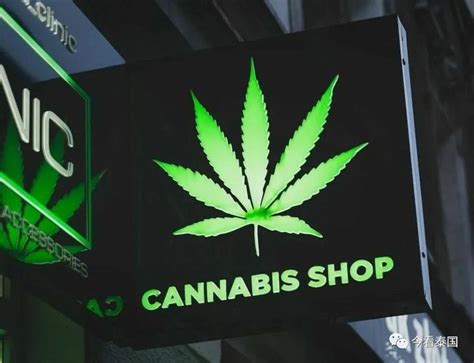 大麻在泰国的前世今生 知乎