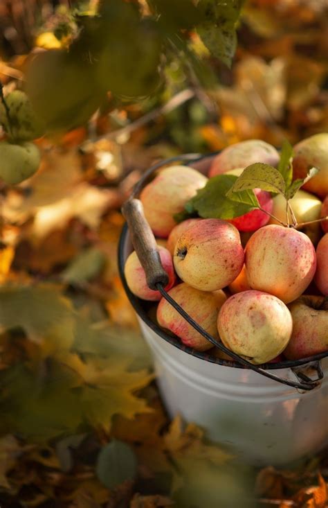 The Cosiest Time Of Year Fall Apples Apple Tree Beautiful Fruits