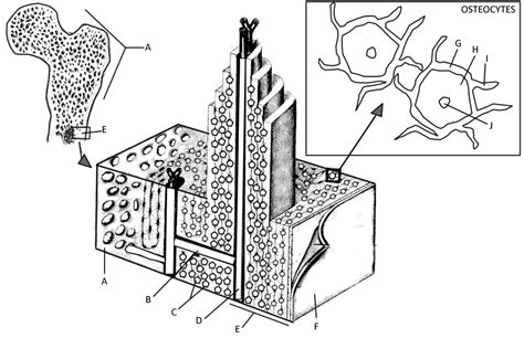 Bone Matrix