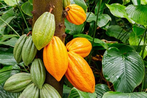 Cocoa Tree Seeds For Planting Wet Cocoa Seeds Rare Exotic Etsy Denmark