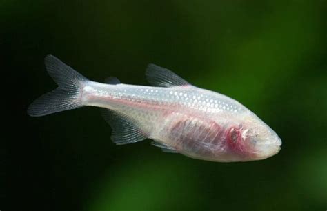 Cave Tetra Cenozoic Survival Rescript Wiki Fandom
