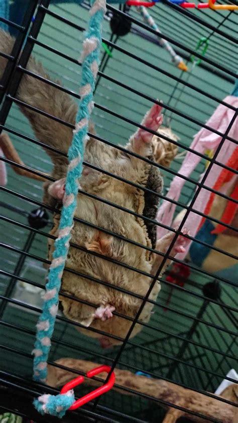 Is She Preggy Need Some Help Pls Rsugarglider