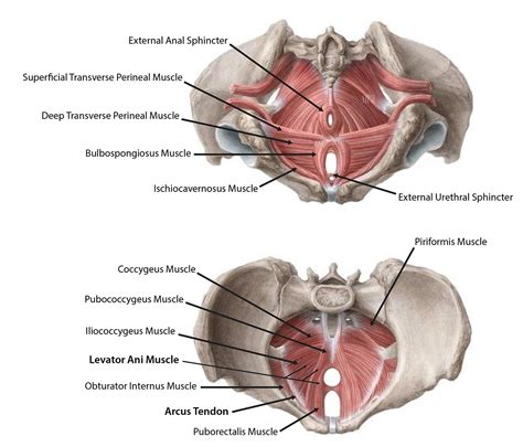 Pelvic Floor Levator Spasms