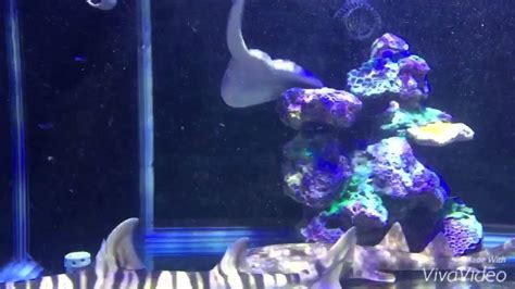 全哥的海水魚4 2尺怪獸缸 YouTube
