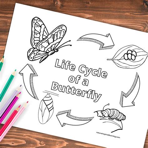 Life Cycle Of A Butterfly Coloring Page