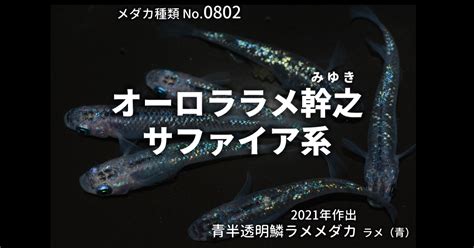 オーロララメ幹之サファイア系とは 改良メダカweb図鑑no0802 メダカの品種 青 改良メダカweb図鑑