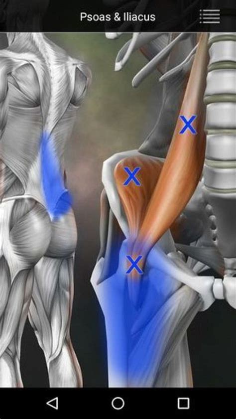 Trigger Point Therapy Treating The Iliopsoas Group Artofit
