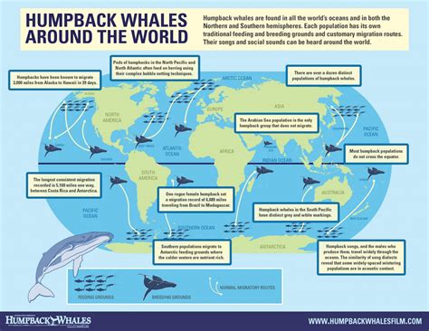 Cabo San Lucas The Humpback Whale Winter Hideaway