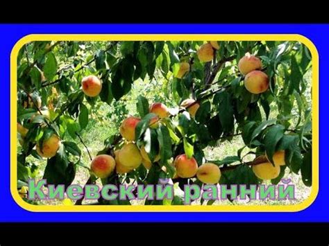 Персик сорт Киевский ранний / Peach cultivar Kiev early - YouTube