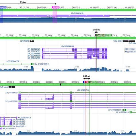 Location Of De Srna Clusters Using Ncbis Genome Data Viewer A Egsirs Download Scientific