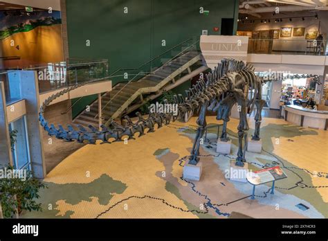 Skeleton Cast Of A Diplodocus Dinosaur In The Utah Field House Of Natural History Museum Vernal