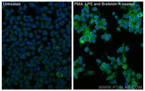 Ccl3 Mip 1 Alpha Antibody 32190 1 Ap Proteintech