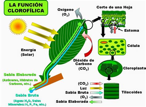 Los estomas y la transpiración en las plantas PortalFruticola