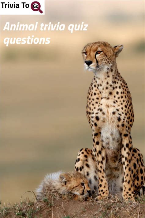 Animal trivia quiz questions – Artofit
