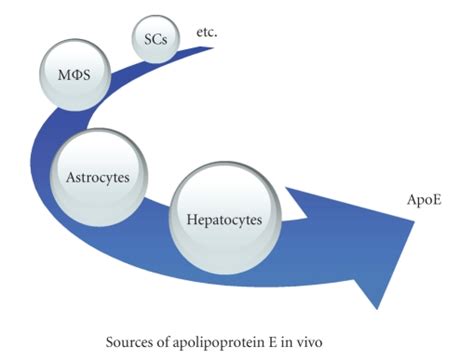 The Synthesis And Secretion Of Apoe Are Found In Spleen Brain Lung