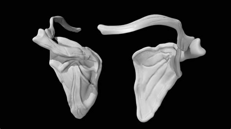 Collar Bone 3d Model Low Poly Ar 3d Model Team 3d Yard